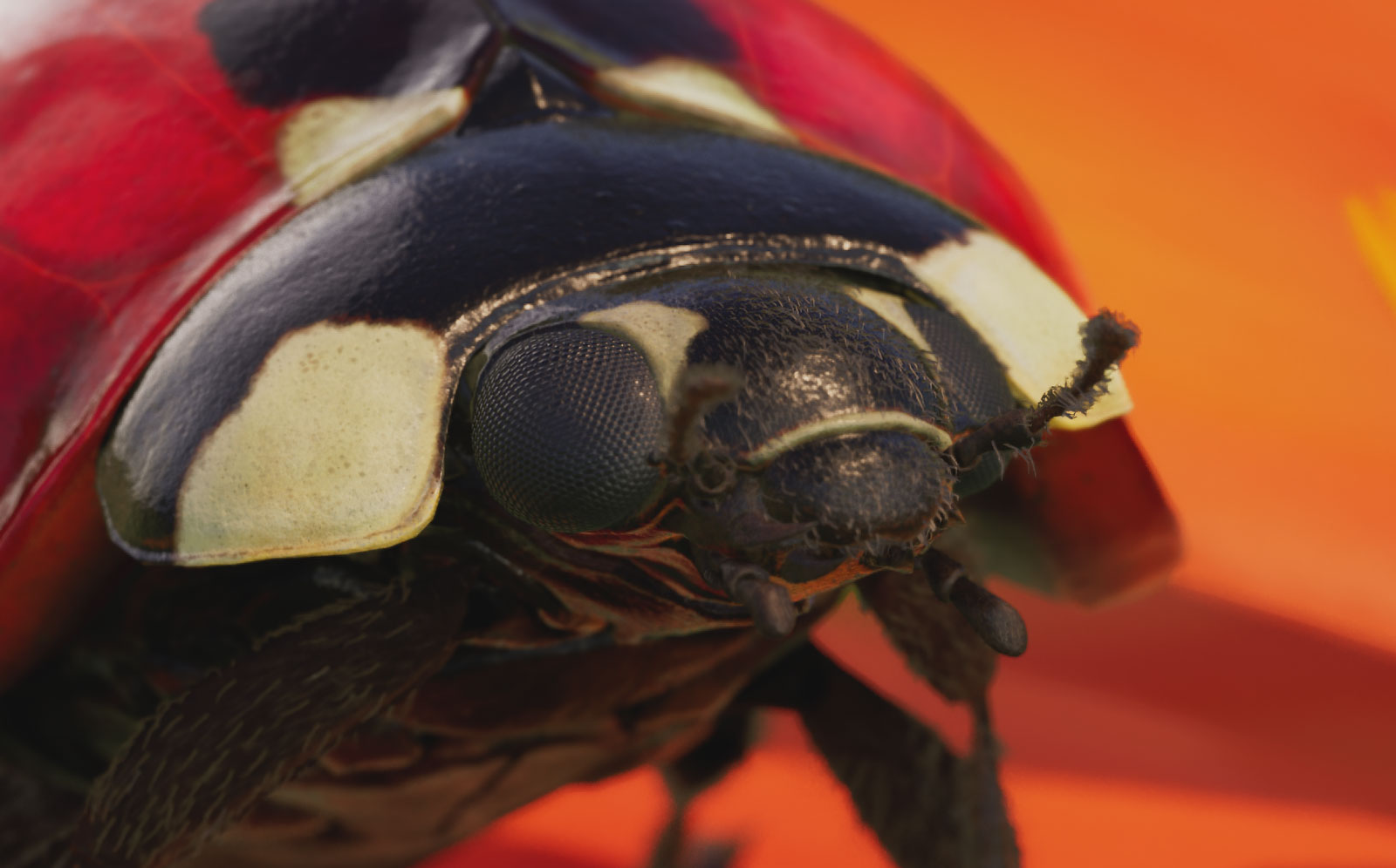 Microsoft shows off with Xbox technical demo “Insects” – Pickr