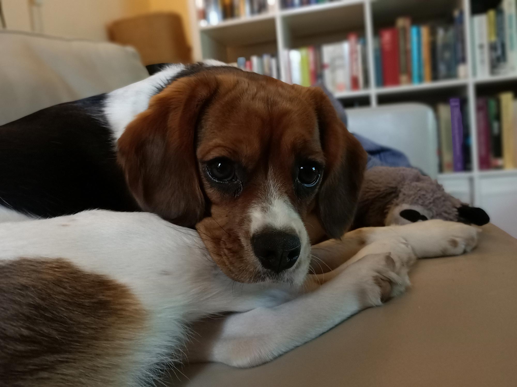 Review: Oppo Reno Z (CPH1979) – Pickr