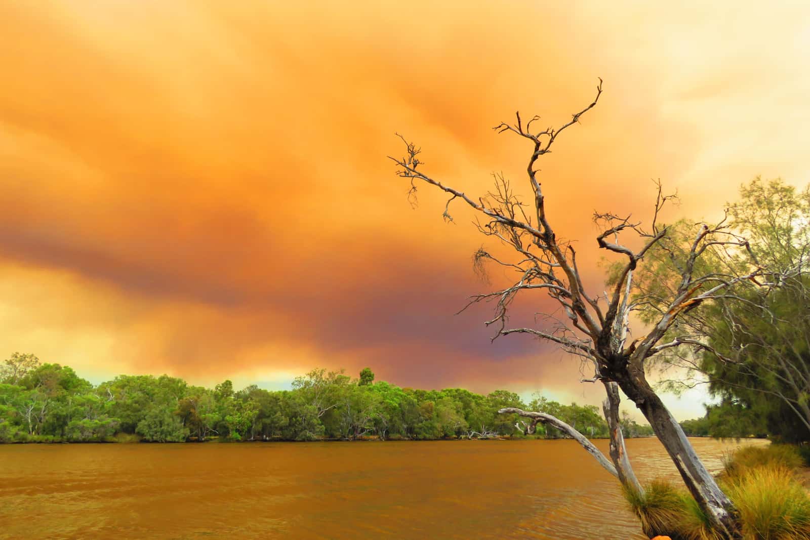 Google Maps gains a bushfire layer for quick tracking – Pickr